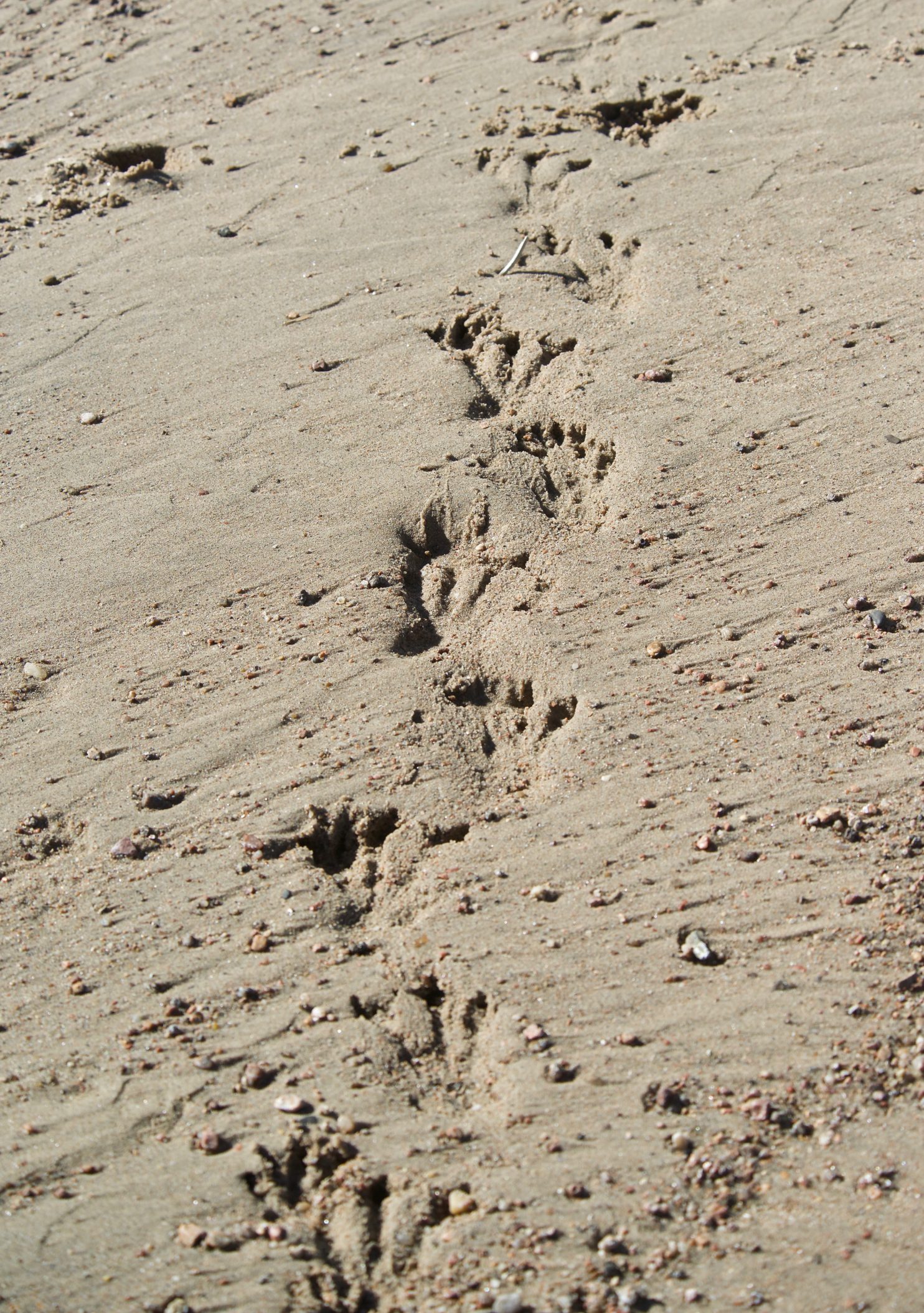 Beaver Spore and Scat - Plants and Animals of Northeast Colorado