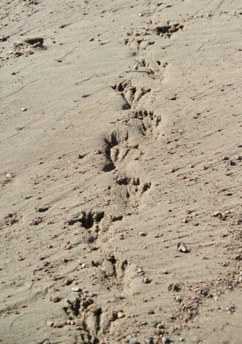 Beaver Spore and Scat - Plants and Animals of Northeast Colorado