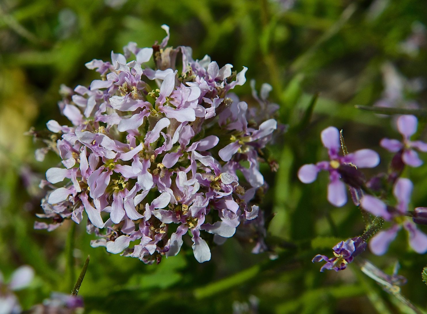 Blue Mustard (Chorispora tenella) - Plants and Animals of Northeast ...