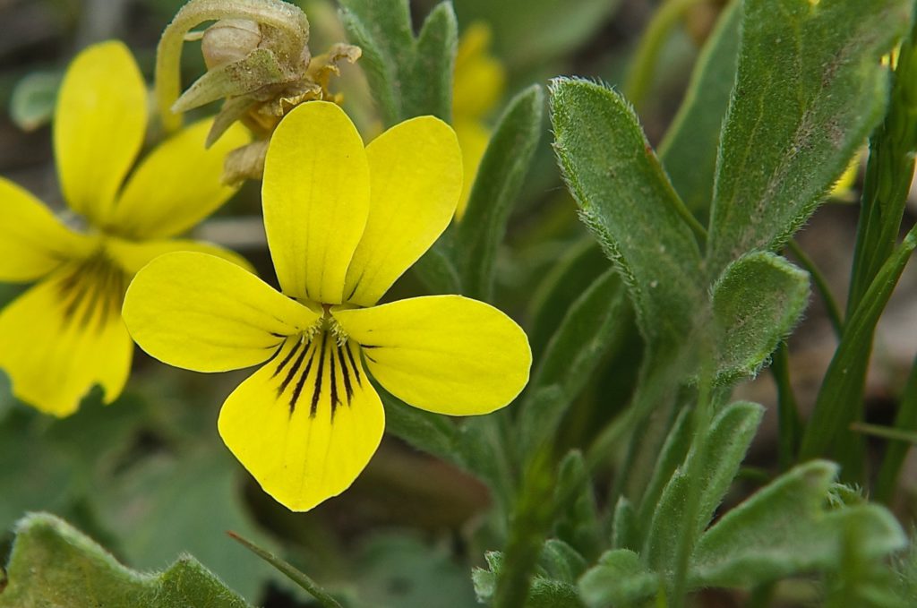 Nuttall's Violet (Viola nuttalli) - Plants and Animals of Northeast ...