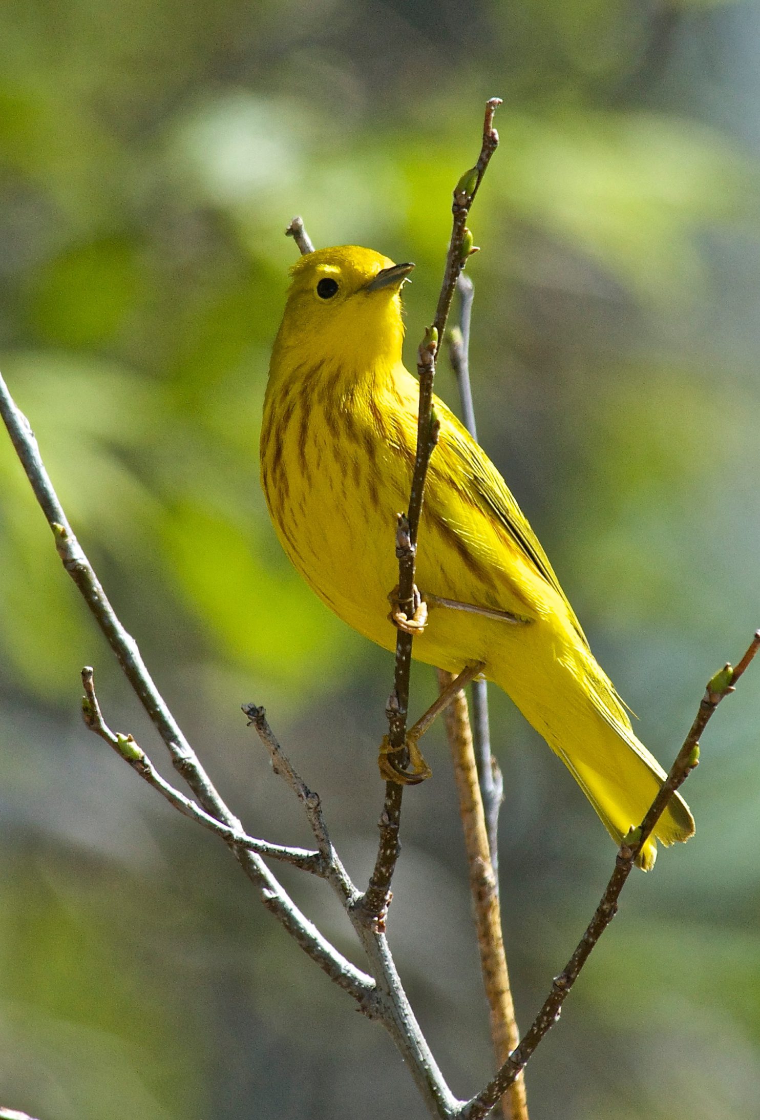 Yellow Warbler - Plants and Animals of Northeast Colorado