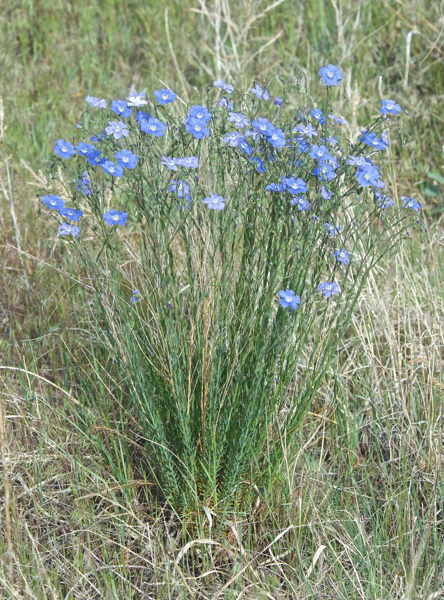 Wild Blue Flax (Adenolinum lewisii) - Plants and Animals of Northeast ...