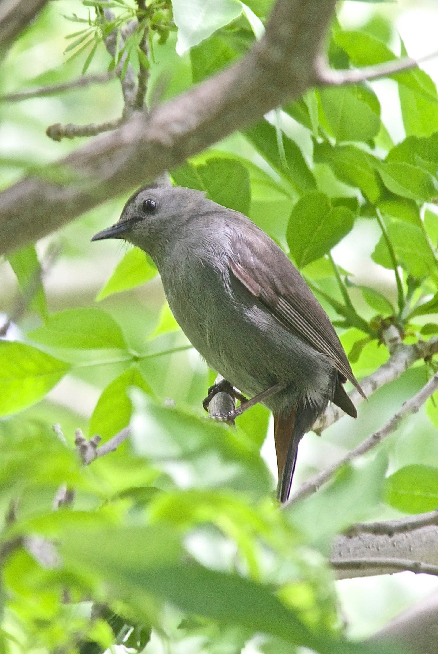 Gray Catbird - Plants and Animals of Northeast Colorado