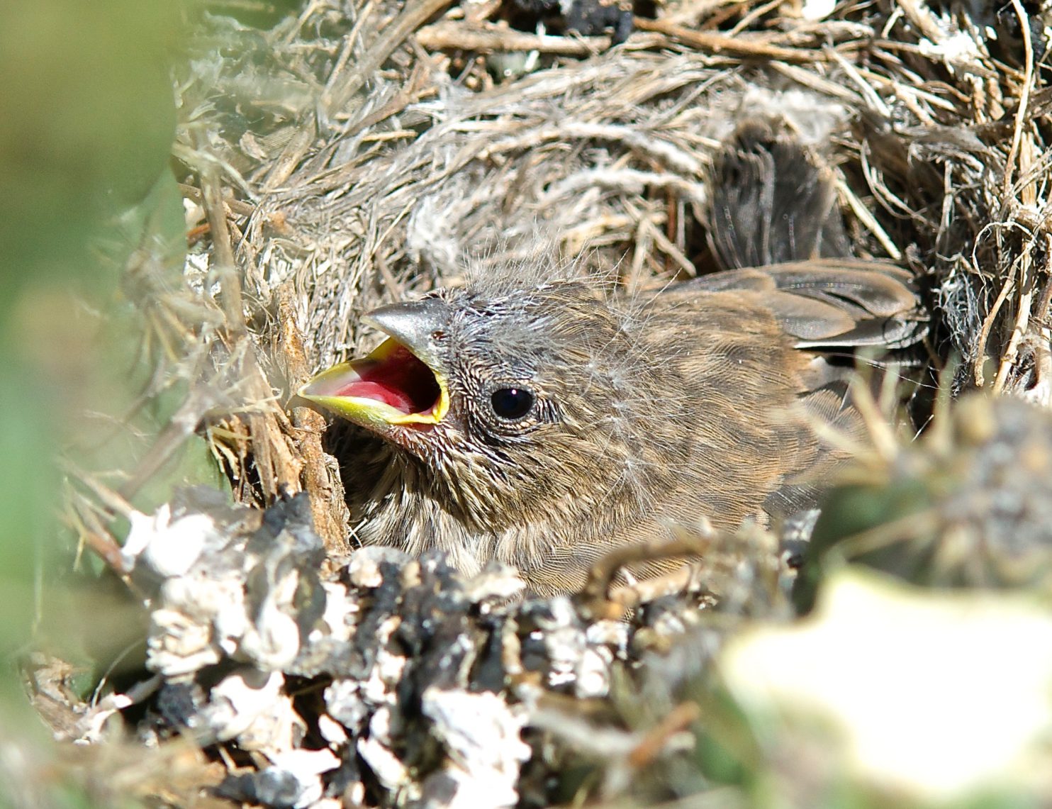 House Finch - Plants and Animals of Northeast Colorado