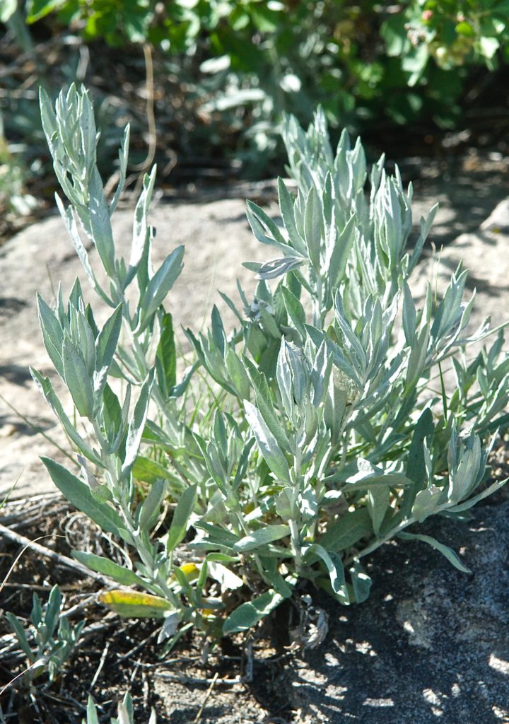 Prairie Sage (Artemisia ludoviciana) - Plants and Animals of Northeast ...