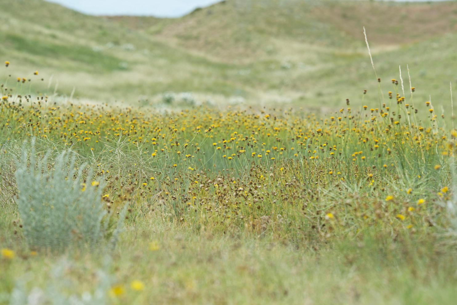 Hopi Tea Greenthread (Thelesperma megapotamicum) - Plants and Animals ...
