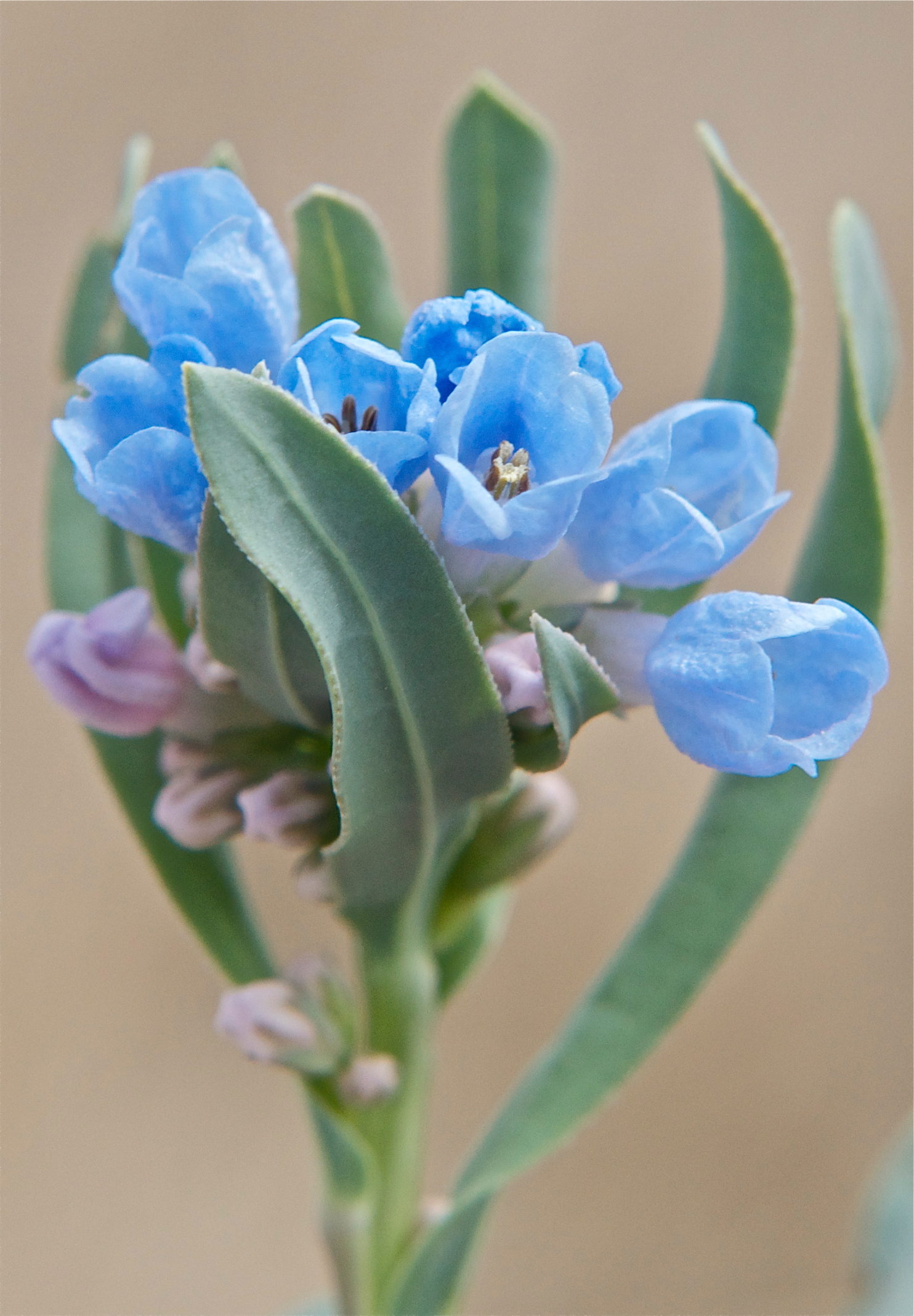 Chiming Bells (Mertencia lanceolata) - Plants and Animals of Northeast ...