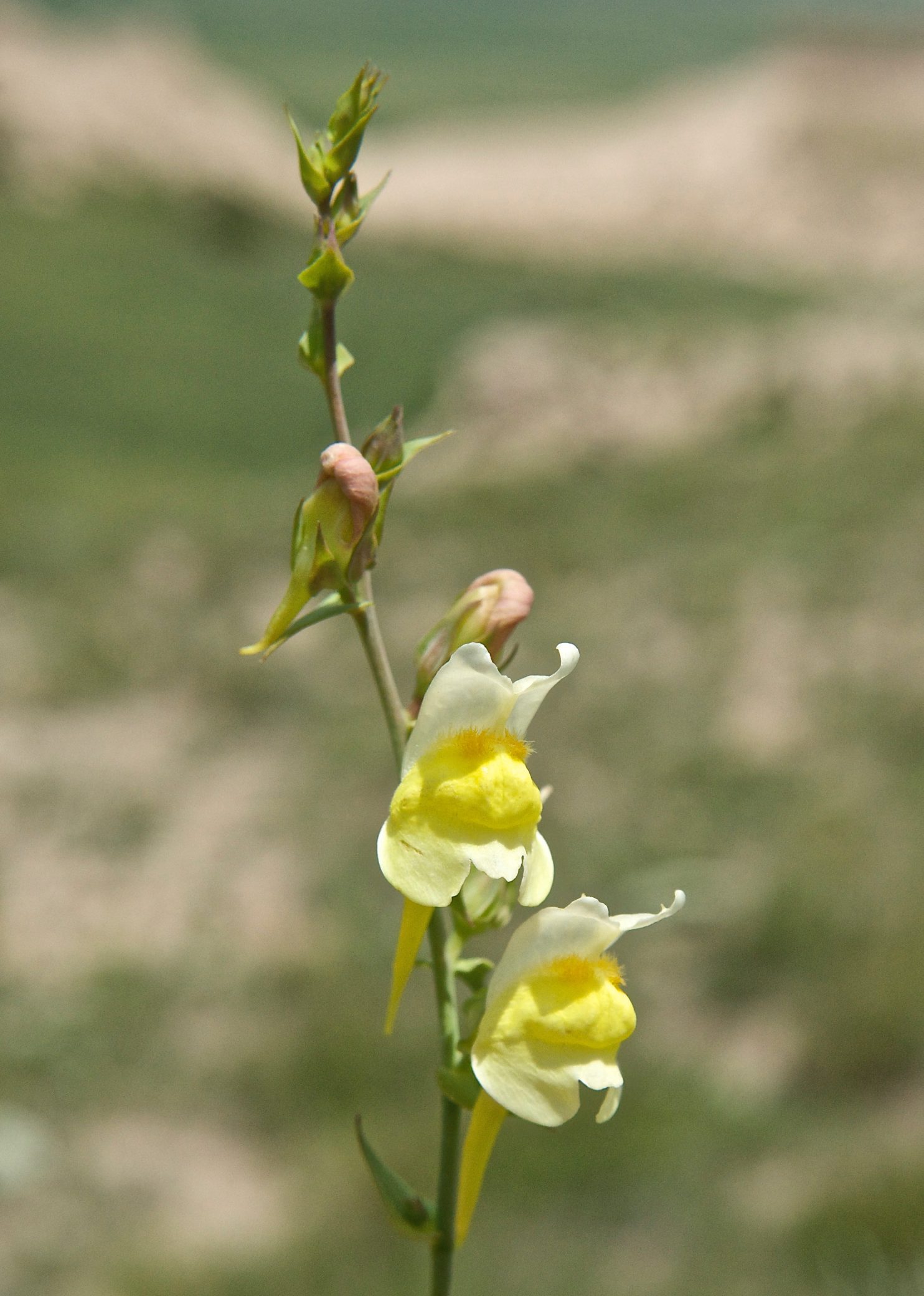 Yellow Toadflax (Linaria vulgaris) - Plants and Animals of Northeast ...