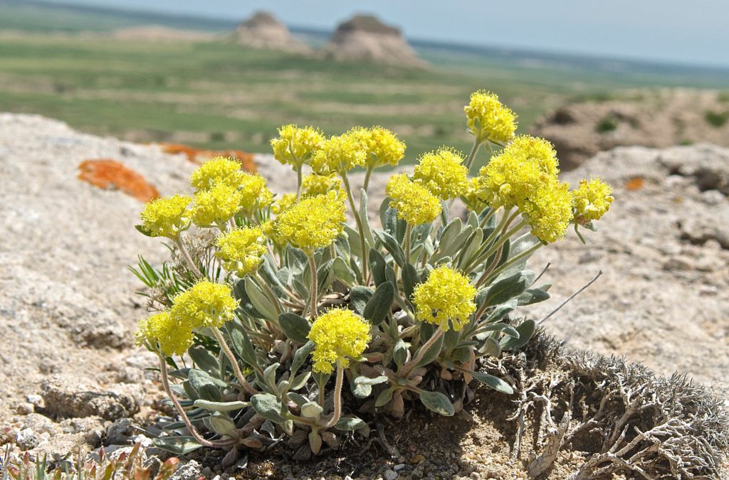 Alpine Golden Buckwheat (Eriogonum flavum) - Plants and Animals of ...