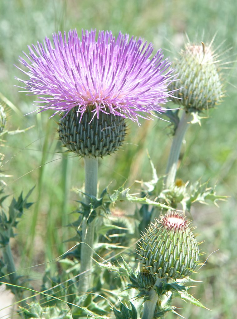 Wavy-Leafed Thistle (Cirsium undulatum) - Plants and Animals of ...