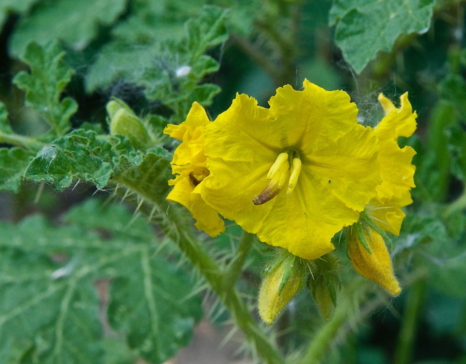 Buffalo-bur (Solanum rostratum) - Plants and Animals of Northeast Colorado