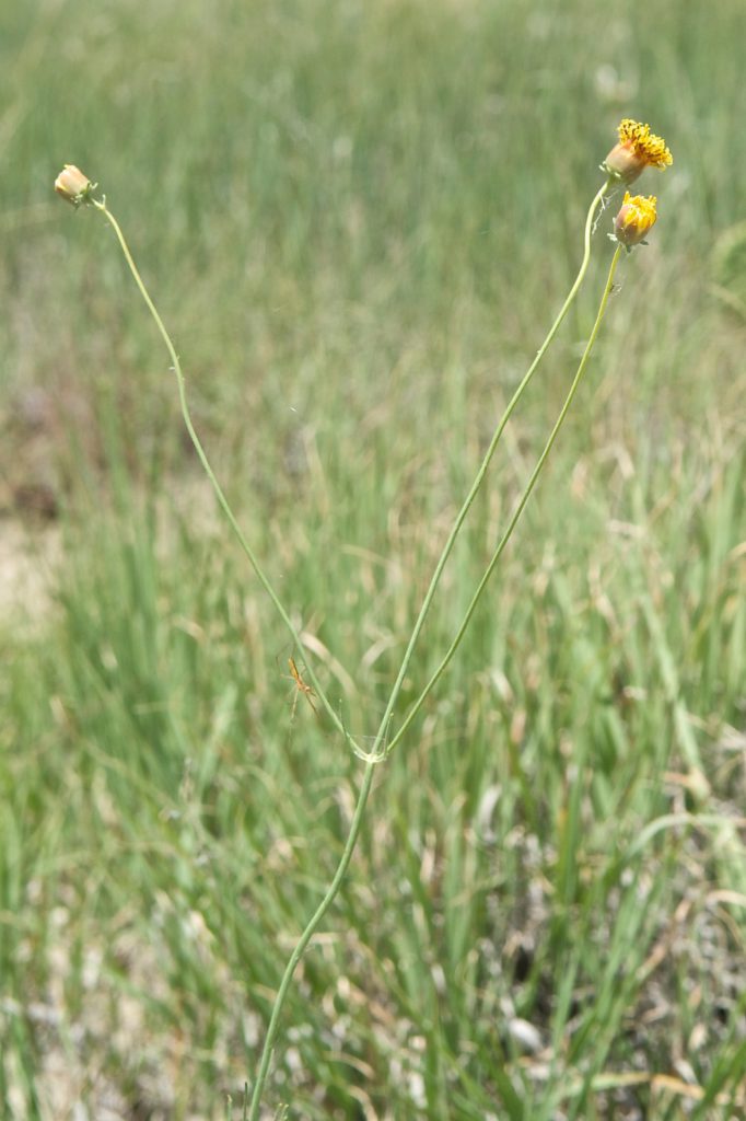 Hopi Tea Greenthread (Thelesperma megapotamicum) - Plants and Animals ...