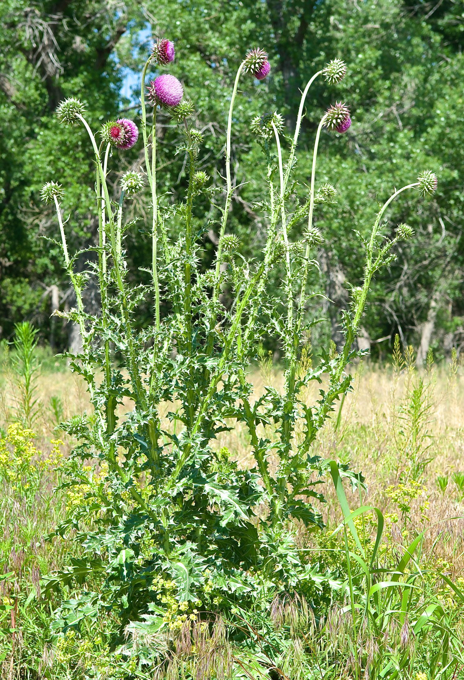 Musk Thistle (Carduus nutans) - Plants and Animals of Northeast Colorado
