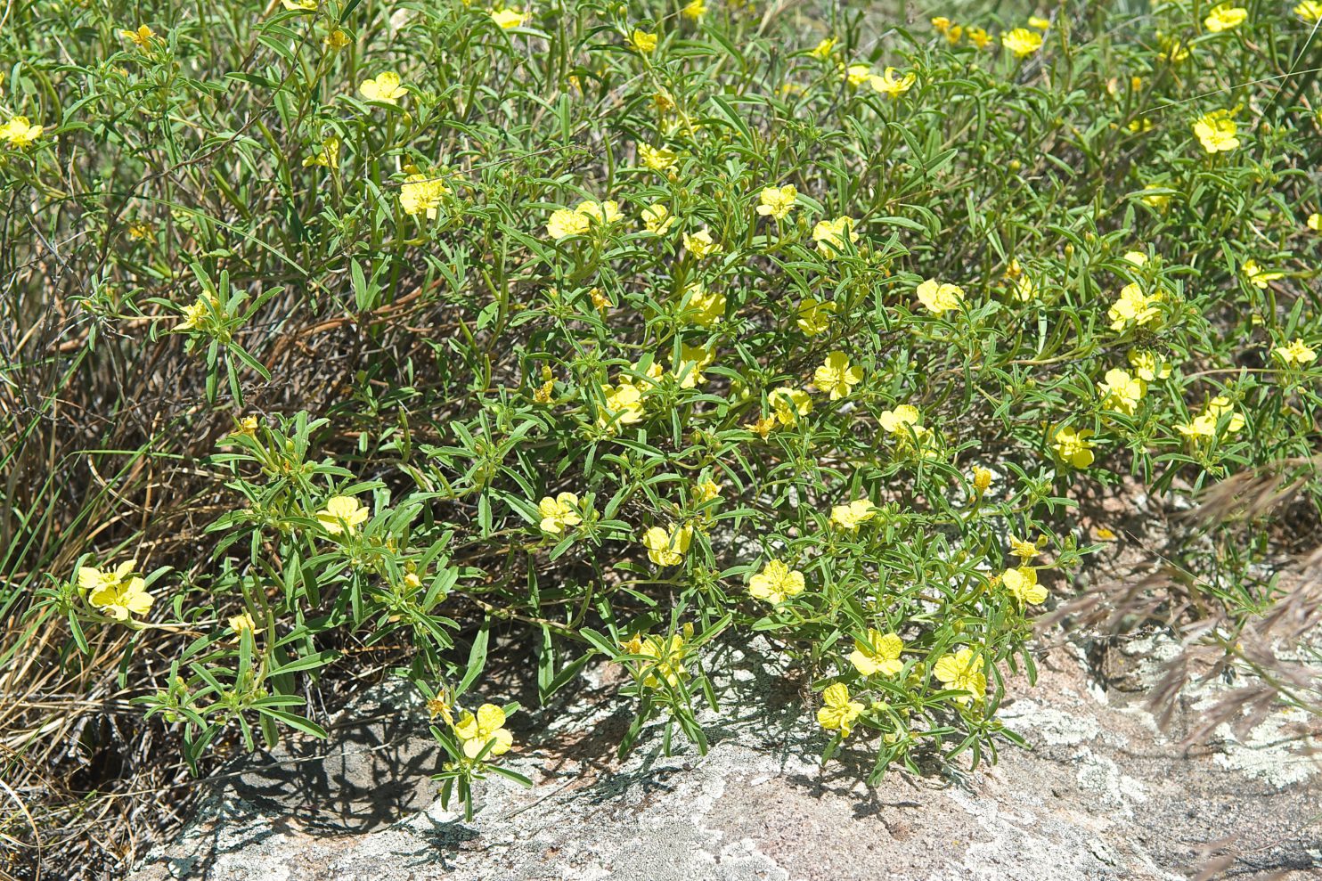 Yellow Sundrop (Calylophus serrulatus) - Plants and Animals of ...