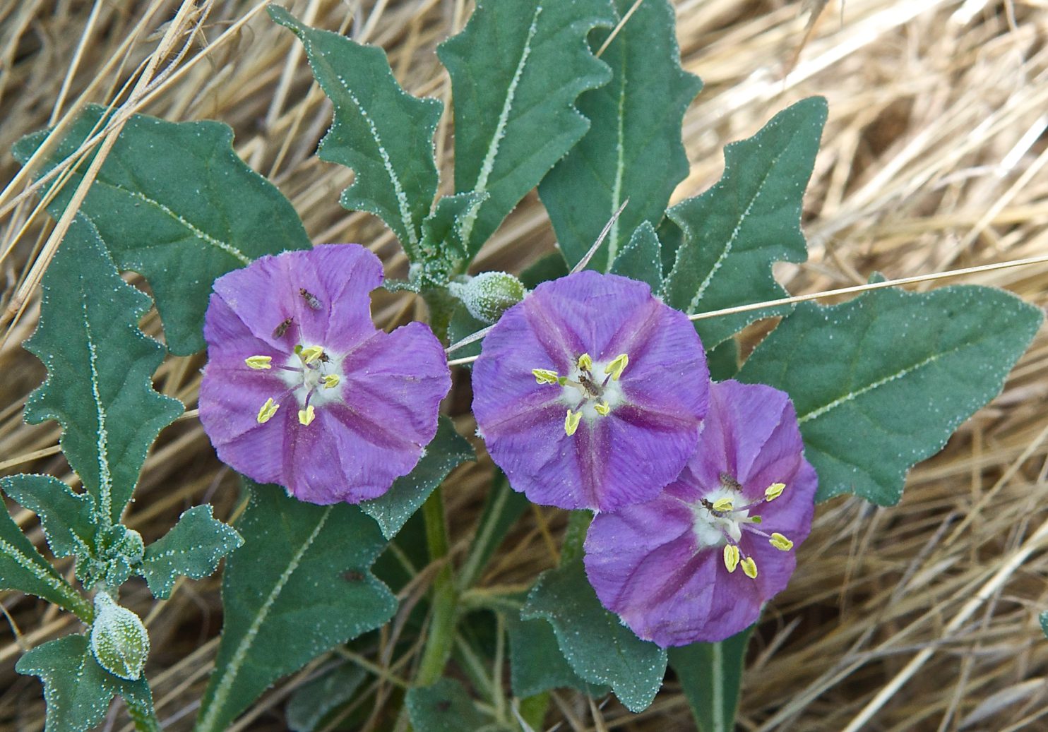 Purple Ground Cherry (Quincula lobar Solanaceae) - Plants and Animals ...