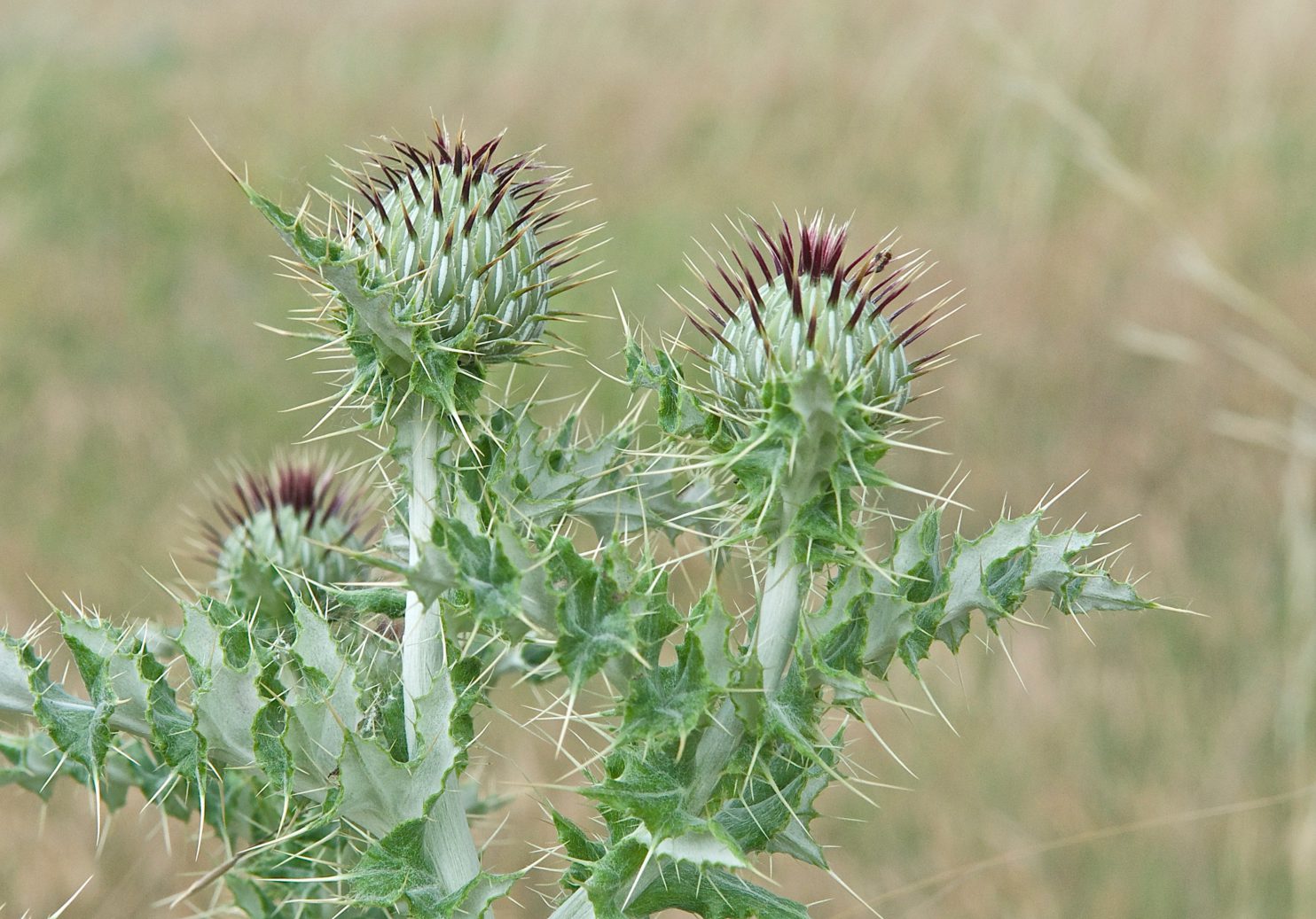 Wavy-Leafed Thistle (Cirsium undulatum) - Plants and Animals of ...