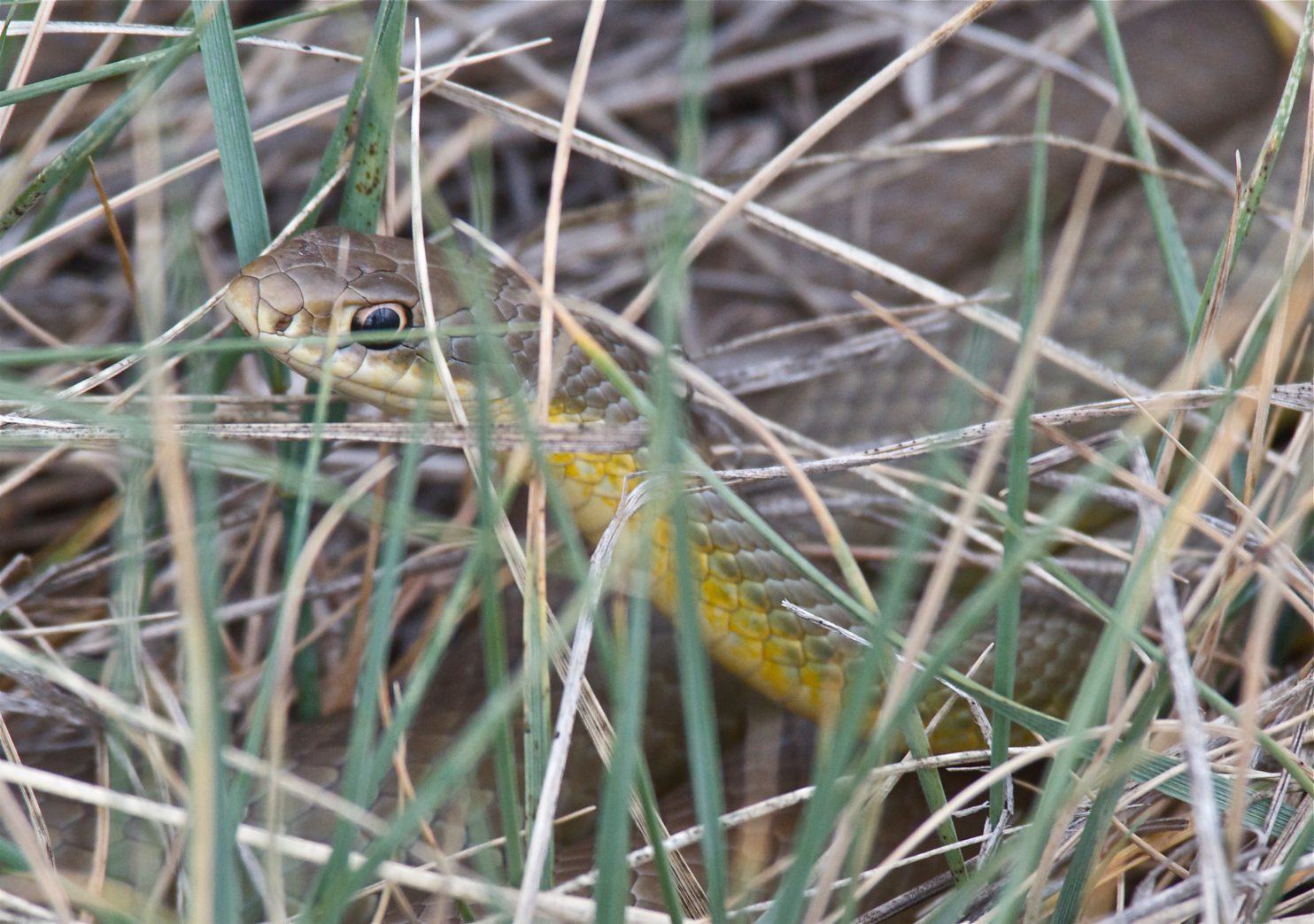 Yellow-Bellied Racer - Plants and Animals of Northeast Colorado