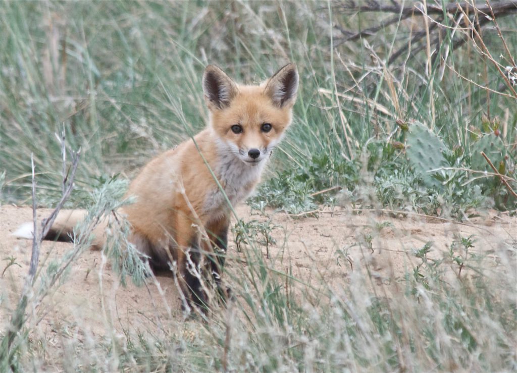 Baby Foxes - Plants and Animals of Northeast Colorado