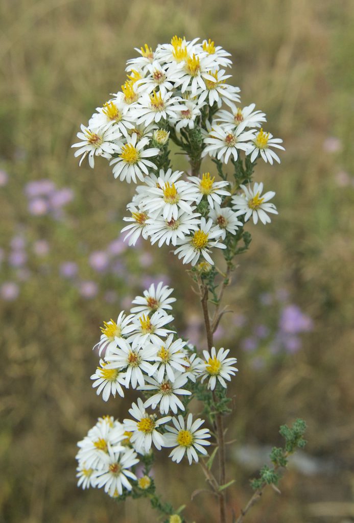 White Prairie Aster (Symphyotrichum falactum)? - Plants and Animals of ...
