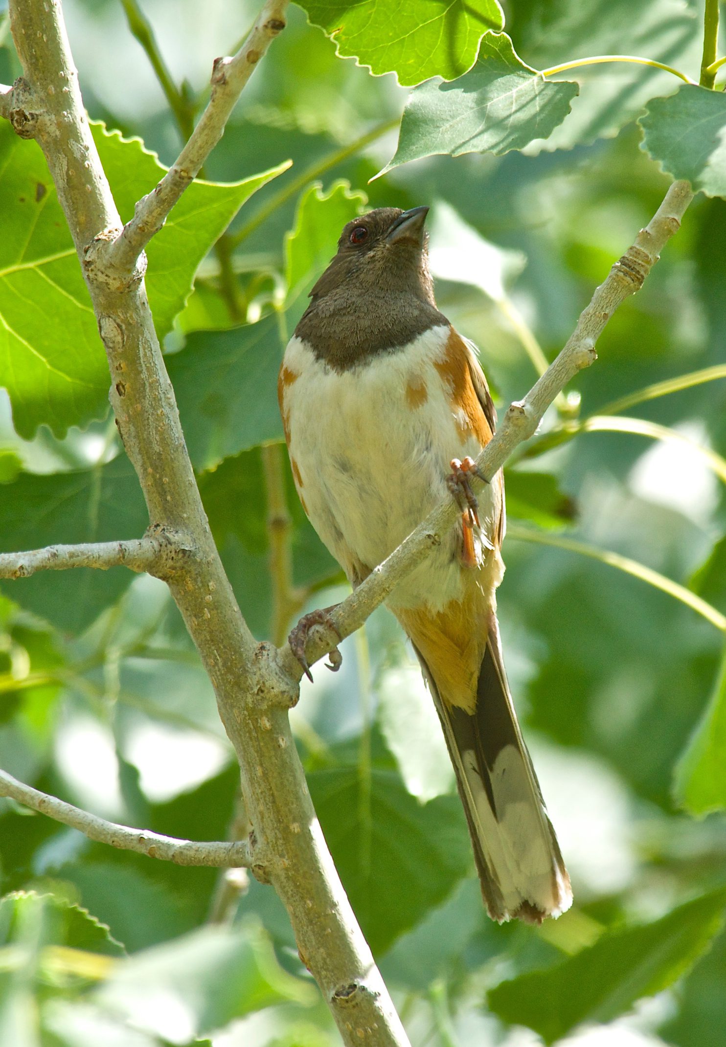 Towhees - Plants and Animals of Northeast Colorado