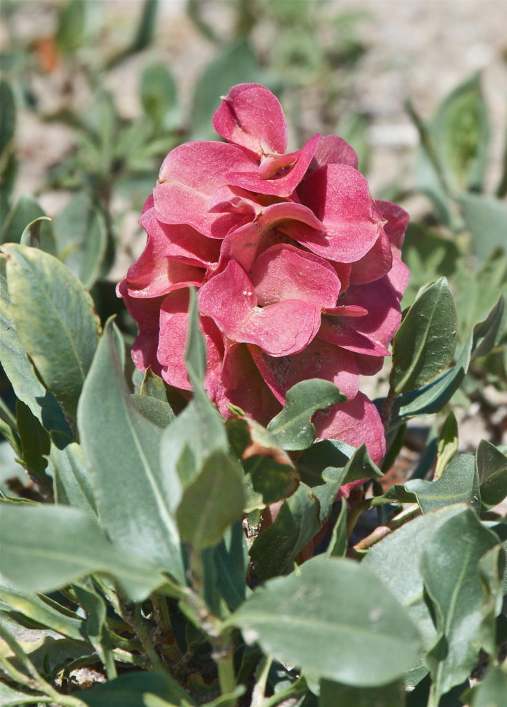 Wild Begonia (Rumex venosus) - Plants and Animals of Northeast Colorado