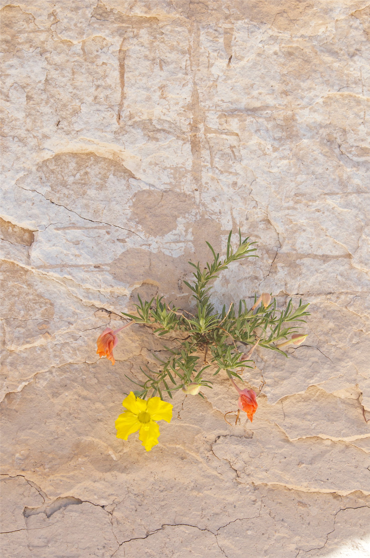 Lavanderleaf Sundrop (Calylophus lavandulifolius) - Plants and Animals ...