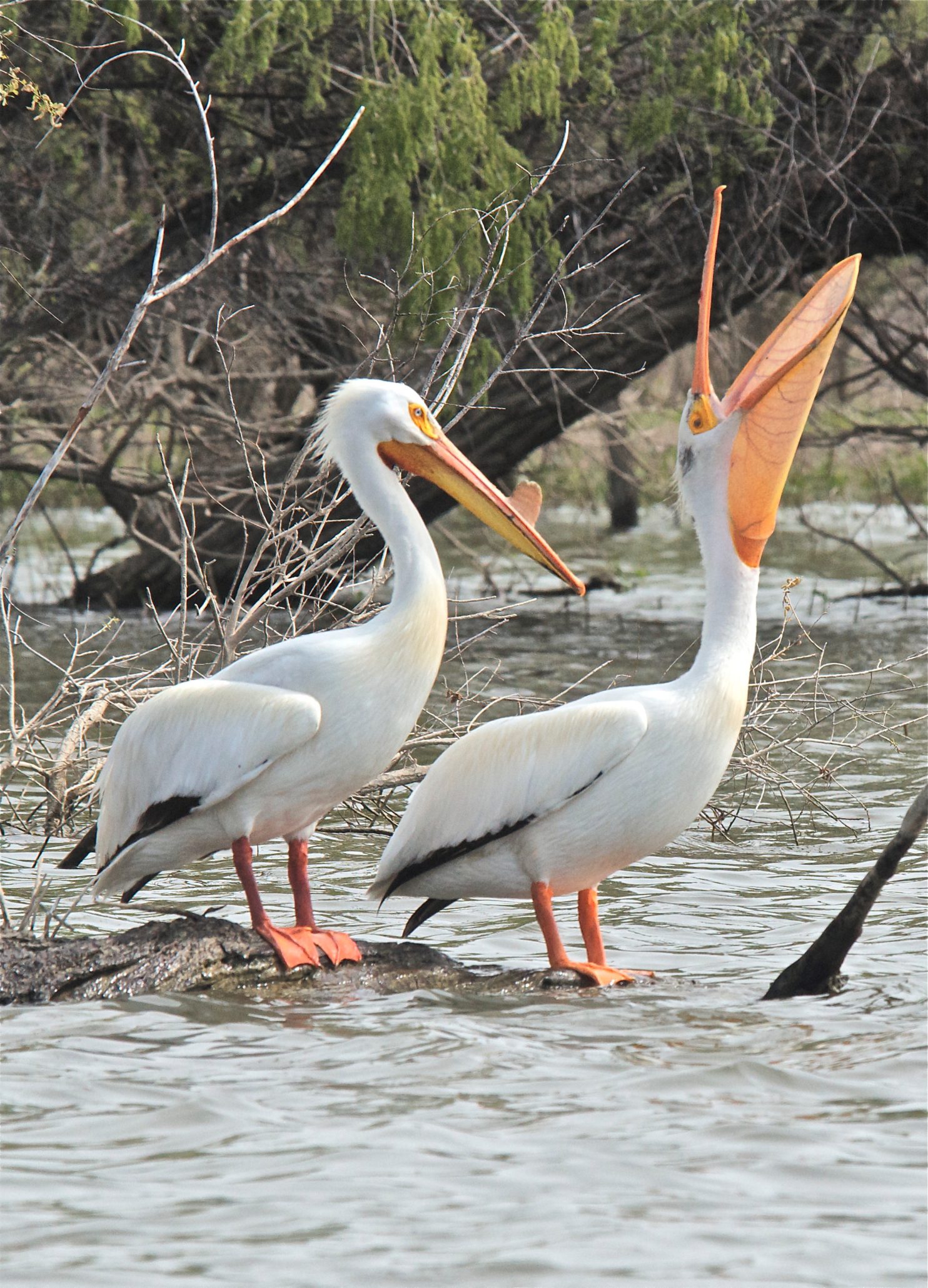 Pelicans - Plants and Animals of Northeast Colorado