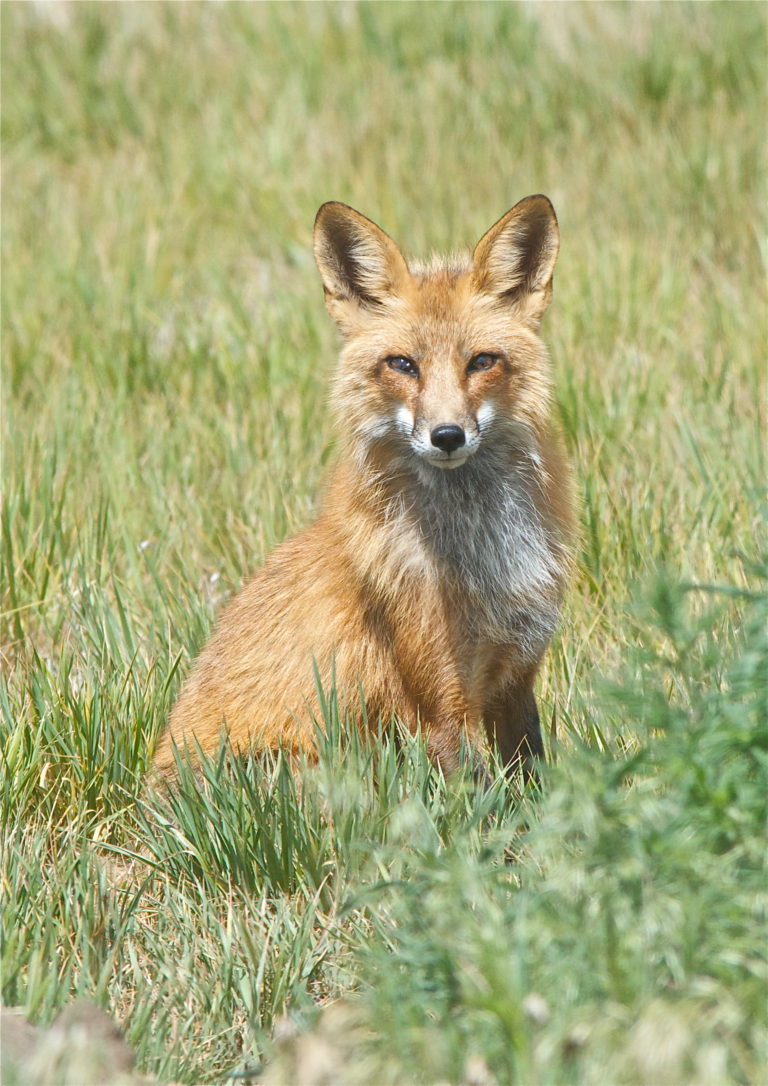 Red Fox Adults - Plants and Animals of Northeast Colorado
