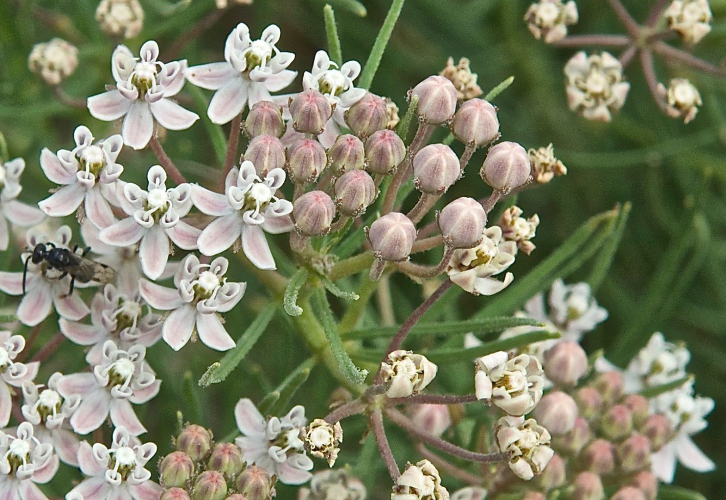Plains Milkweed (Asclepias pumila) - Plants and Animals of Northeast ...