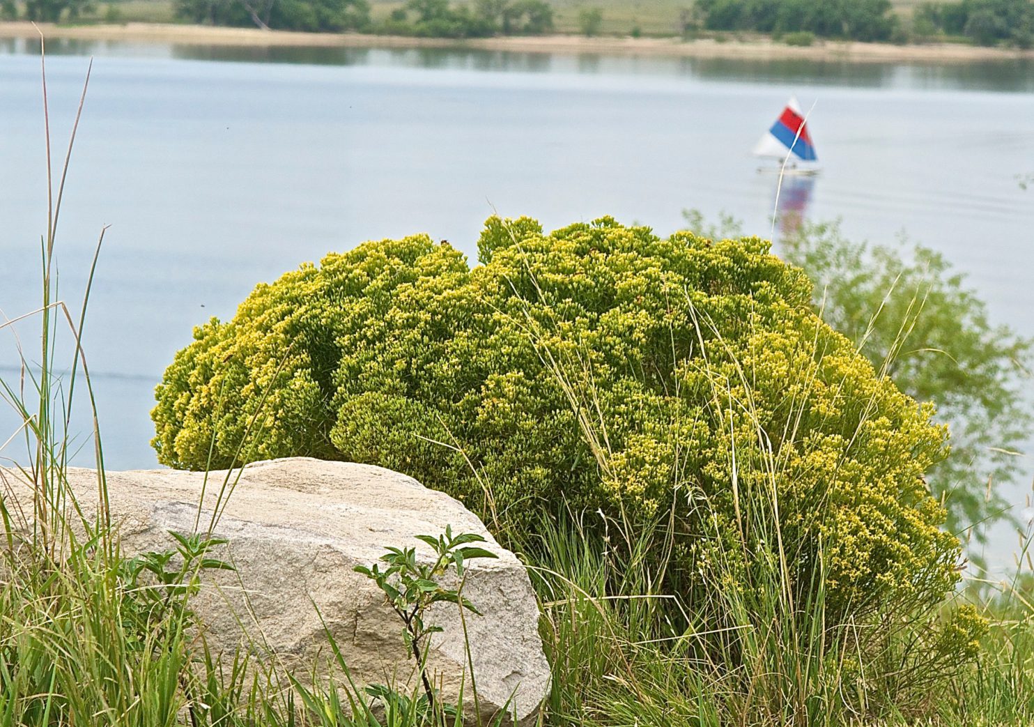 Broom Snakeweed (Gutierrezia sarothrae) - Plants and Animals of ...