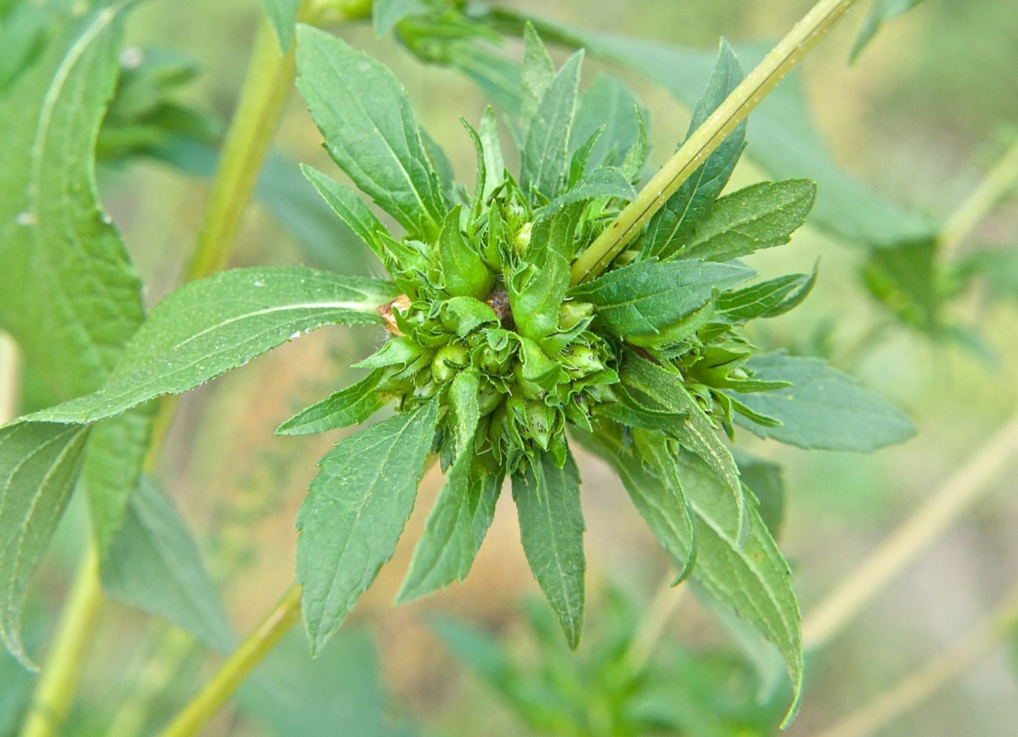 Giant Ragweed (Ambrosia trifida) - Plants and Animals of Northeast Colorado