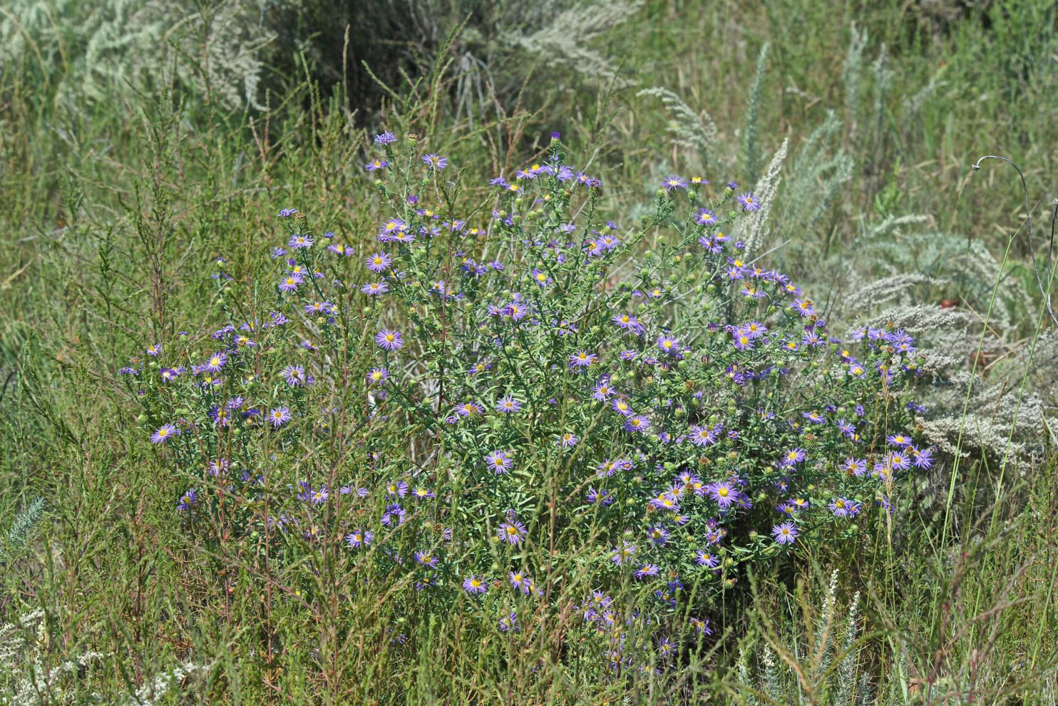 Two Tansyasters - Plants and Animals of Northeast Colorado