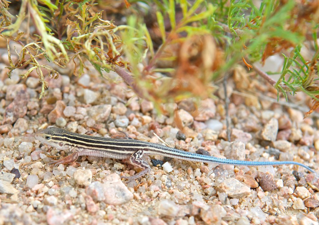 Six-Lined Racerunner Lizard - Plants and Animals of Northeast Colorado
