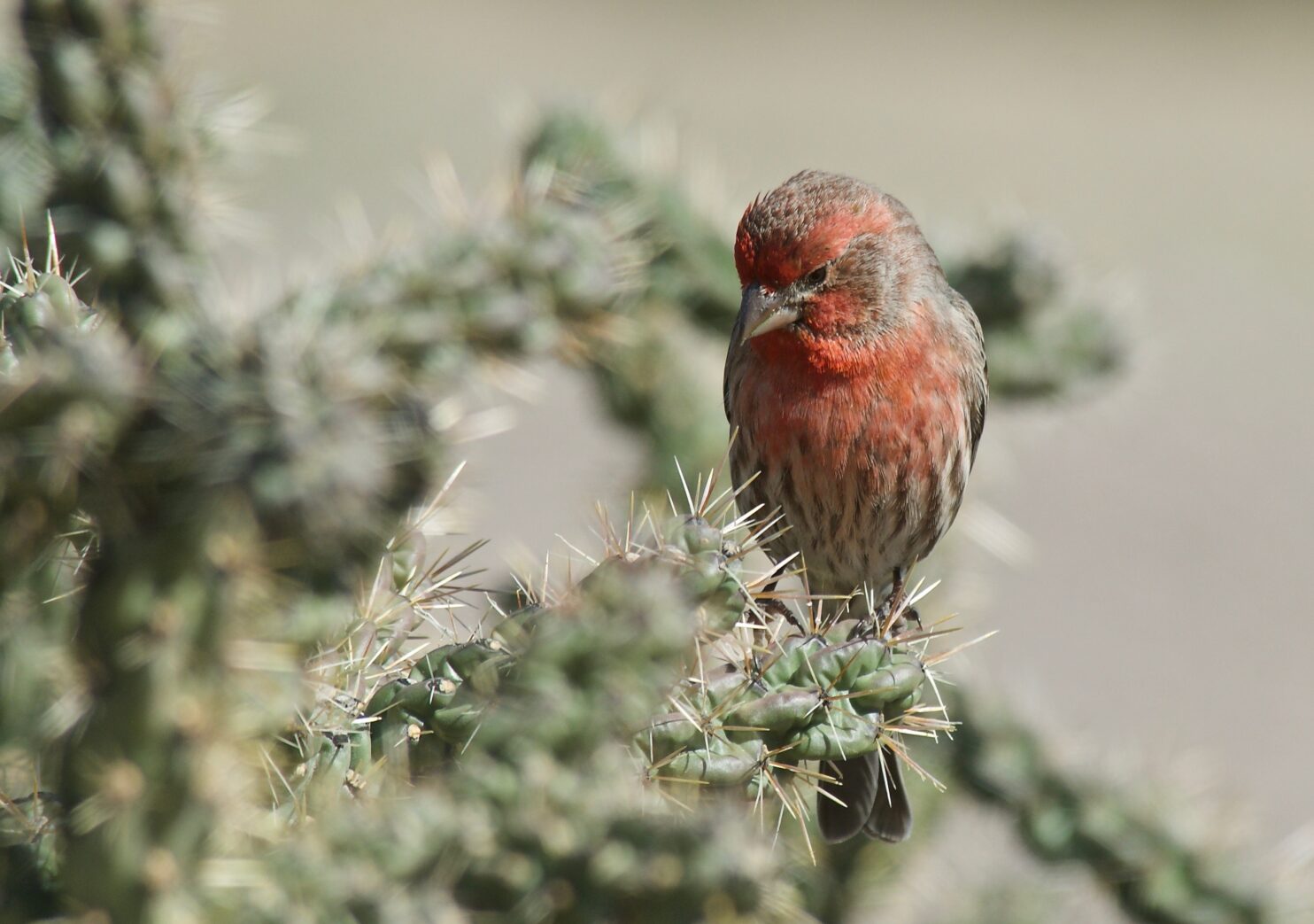 House Finch - Plants and Animals of Northeast Colorado