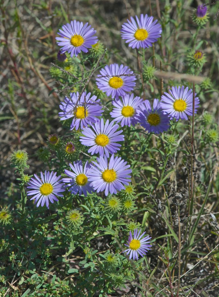Two Tansyasters - Plants and Animals of Northeast Colorado