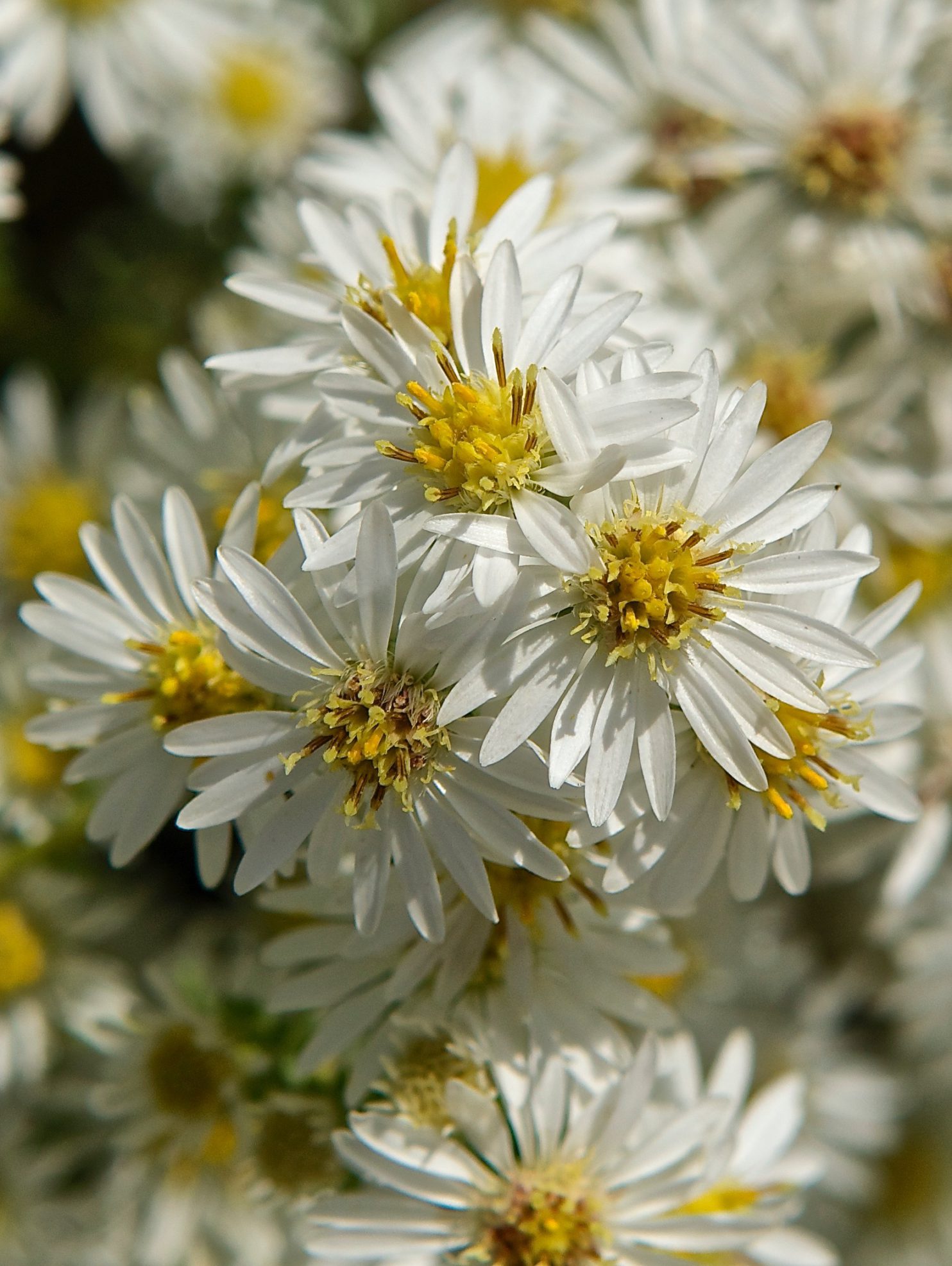 Heath Aster (Symphyotrichum ericoides) - Plants and Animals of ...