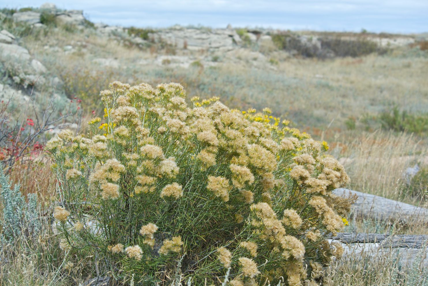Rubber Rabbitbrush (Ericameria nauseosa) - Plants and Animals of ...