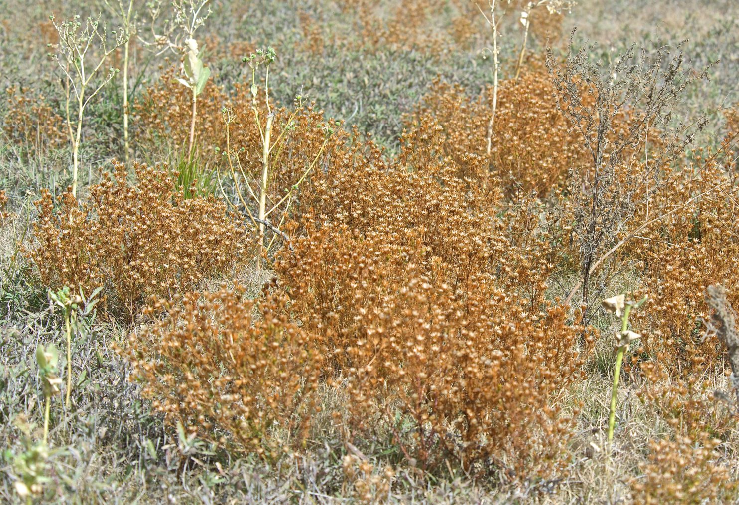Fetid Marigold (Dyssodia papposa) - Plants and Animals of Northeast ...