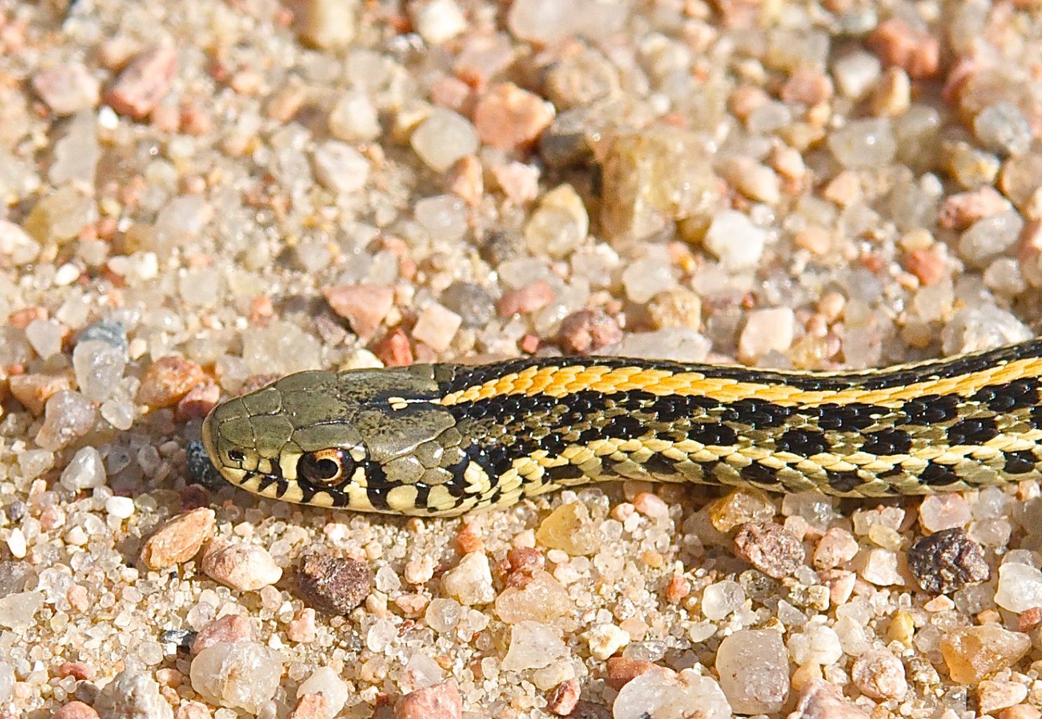 Plains and Western Garter Snakes - Plants and Animals of Northeast Colorado