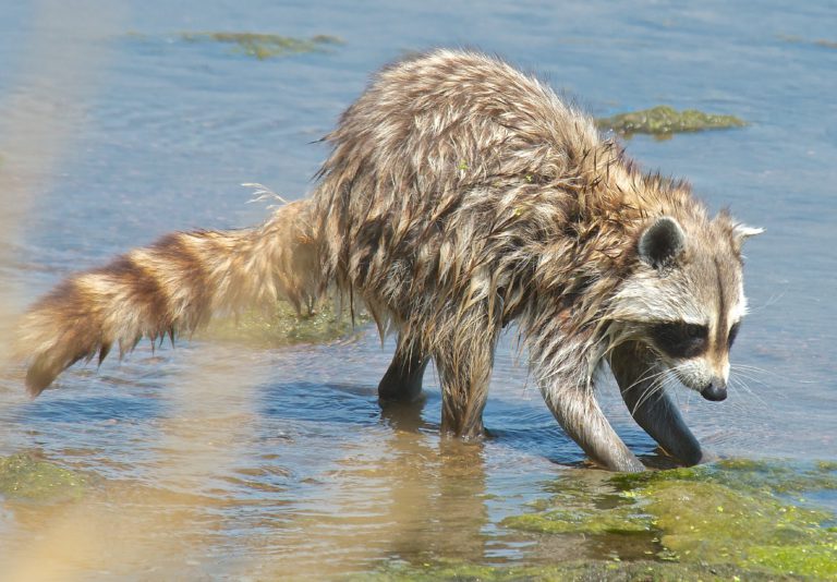 Raccoons - Plants and Animals of Northeast Colorado