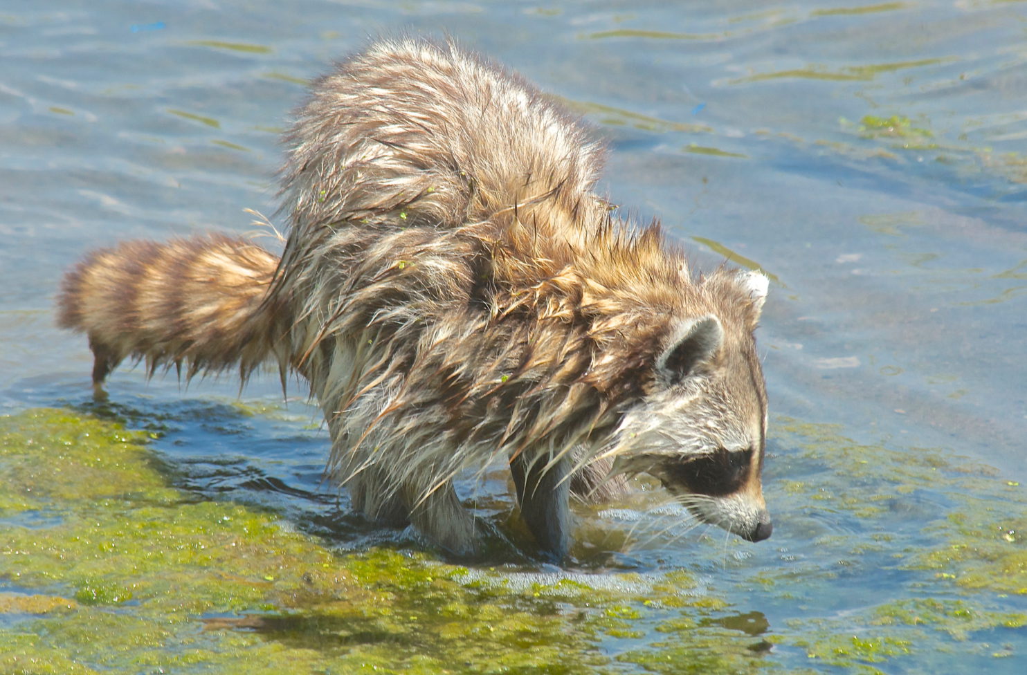 Raccoons - Plants and Animals of Northeast Colorado