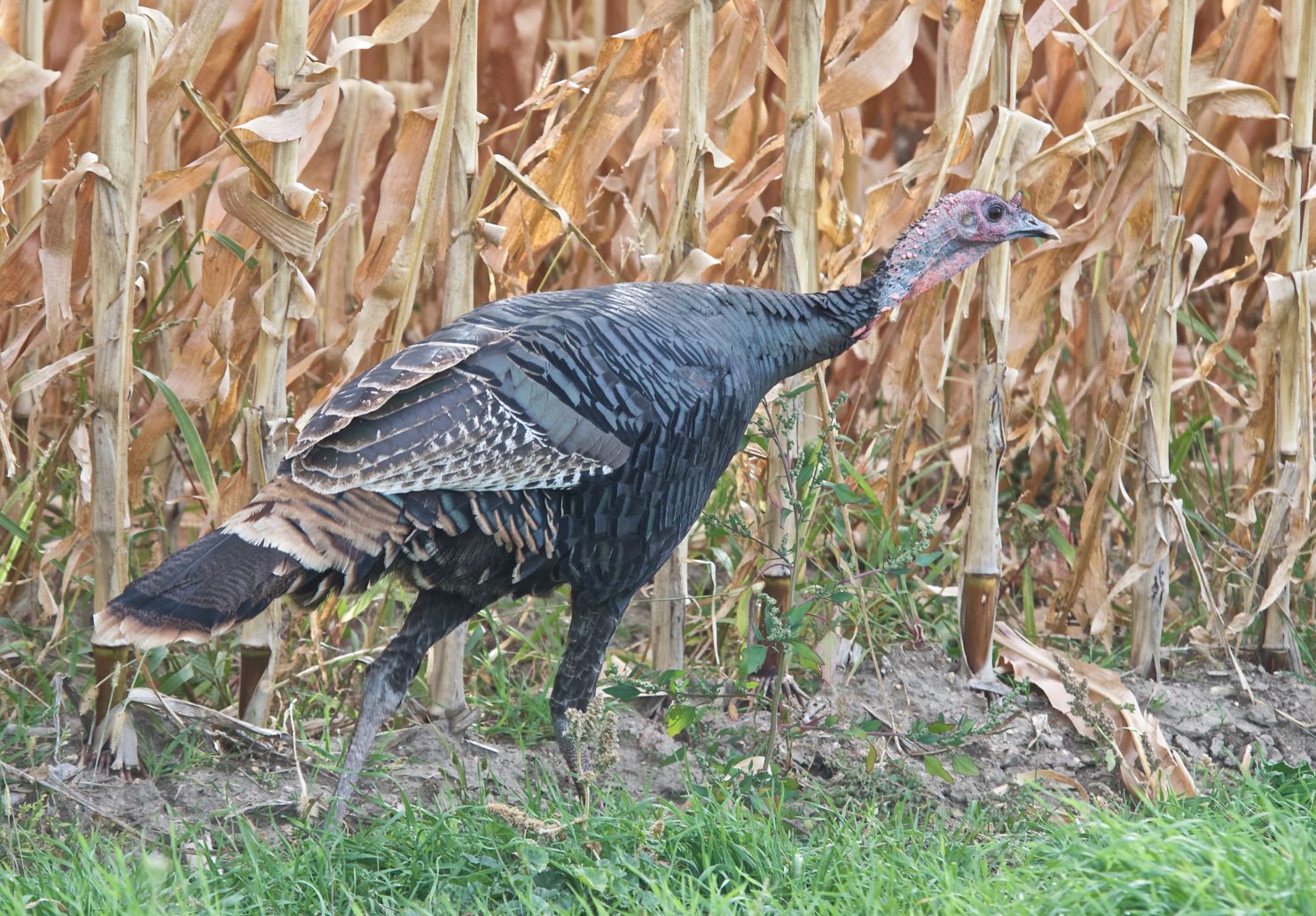 Rio Grande Turkey - Plants and Animals of Northeast Colorado
