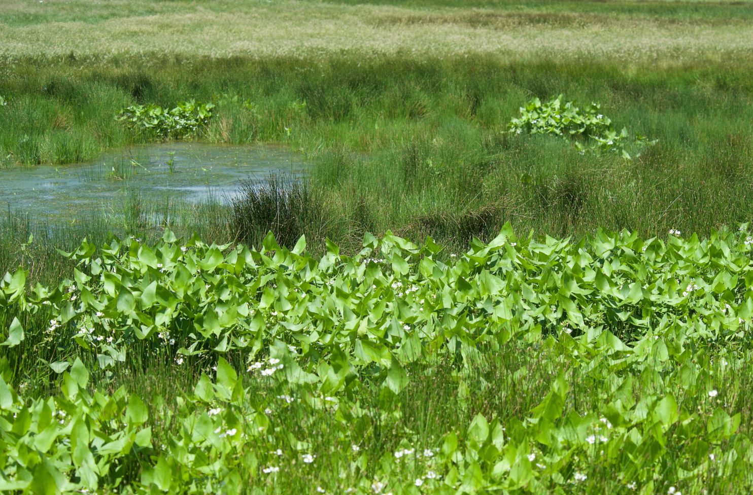 Arumleaf Arrowhead (Sagittaria cuneata) - Plants and Animals of ...