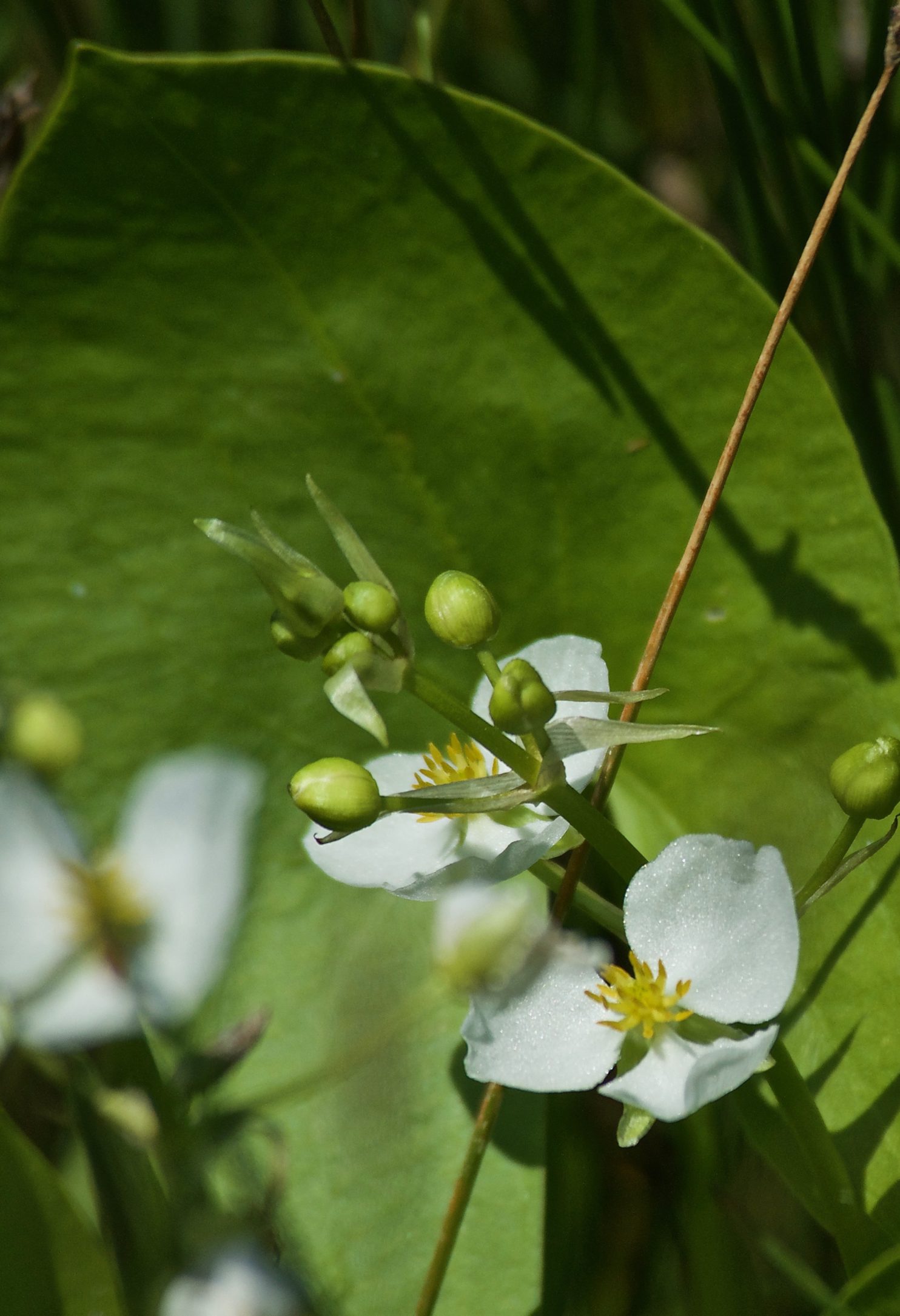 Arumleaf Arrowhead (Sagittaria cuneata) - Plants and Animals of ...