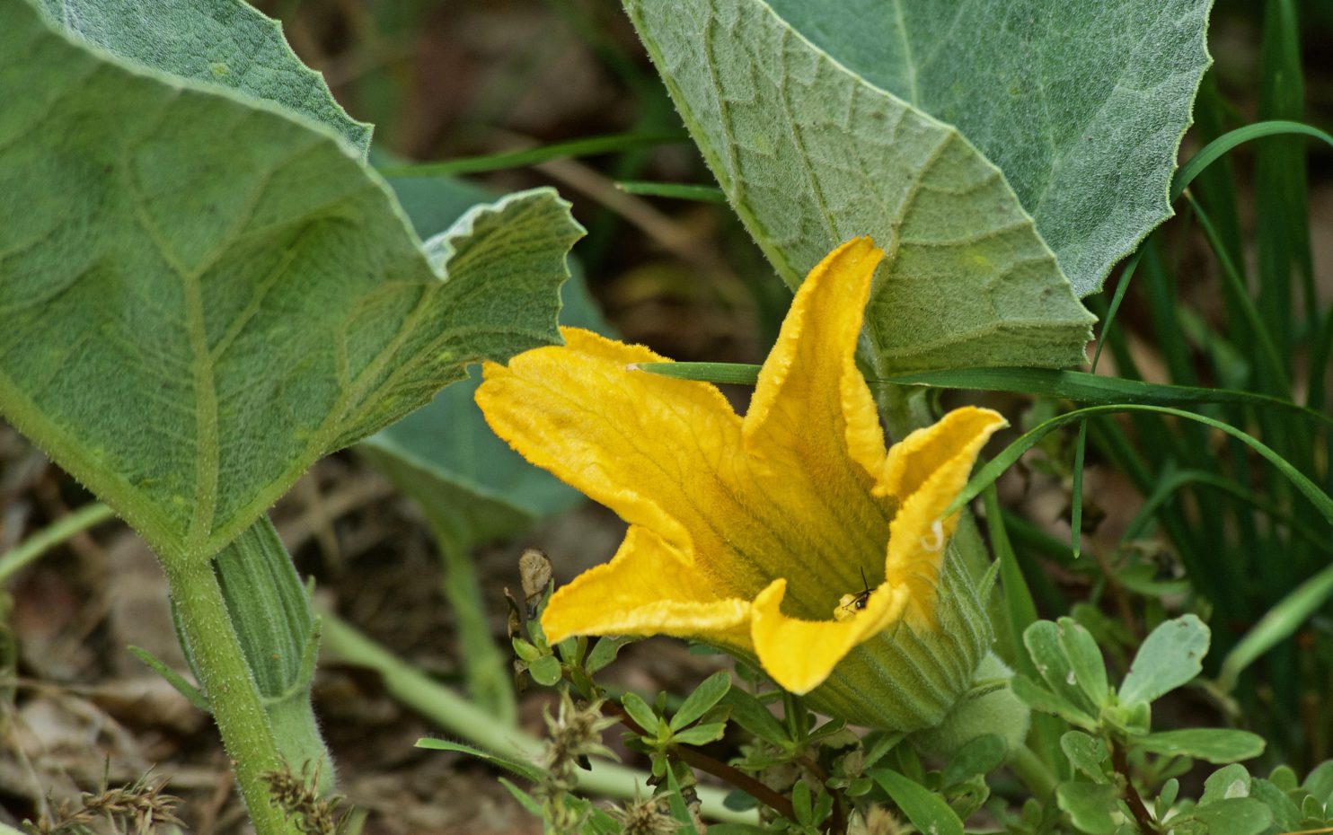 Buffalo Gourd (Cucurbita foetidissima) - Plants and Animals of ...