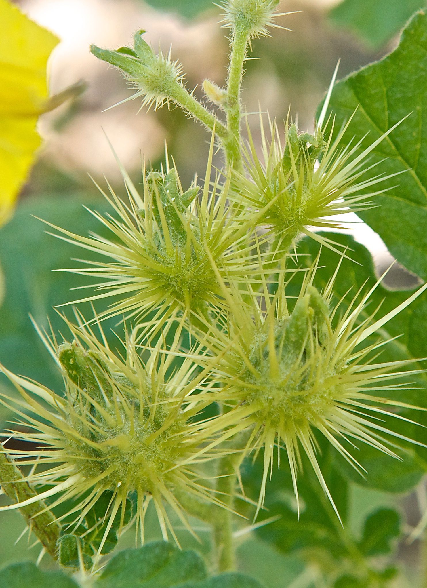 Buffalo-bur (Solanum rostratum) - Plants and Animals of Northeast Colorado