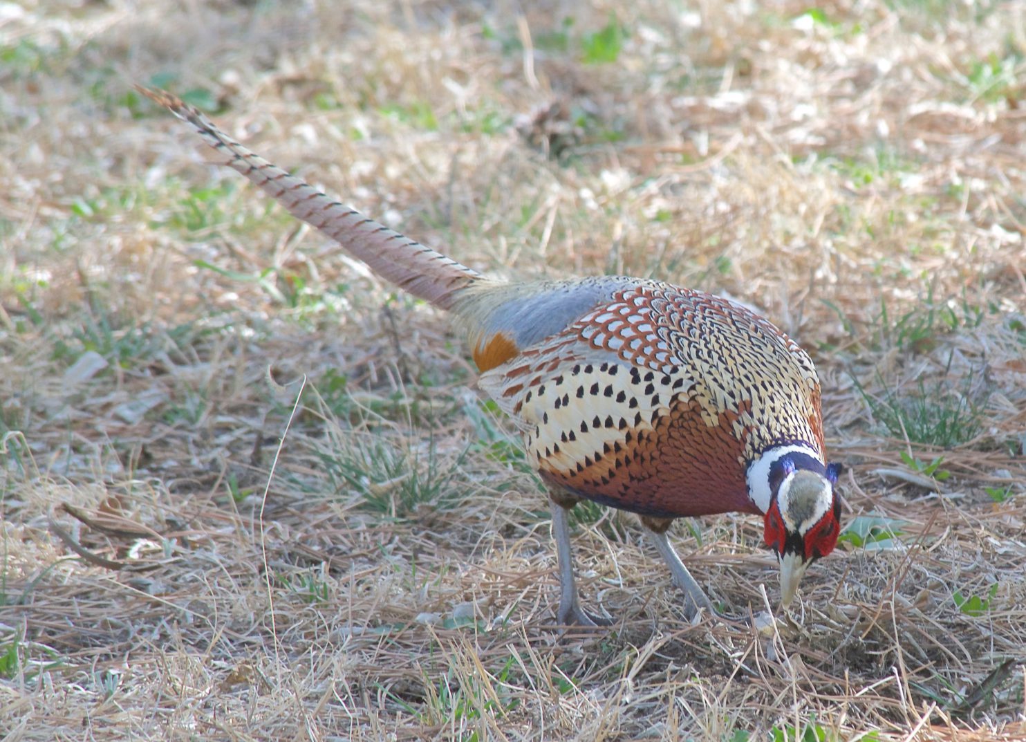 Ring-Necked Pheasant - Plants and Animals of Northeast Colorado