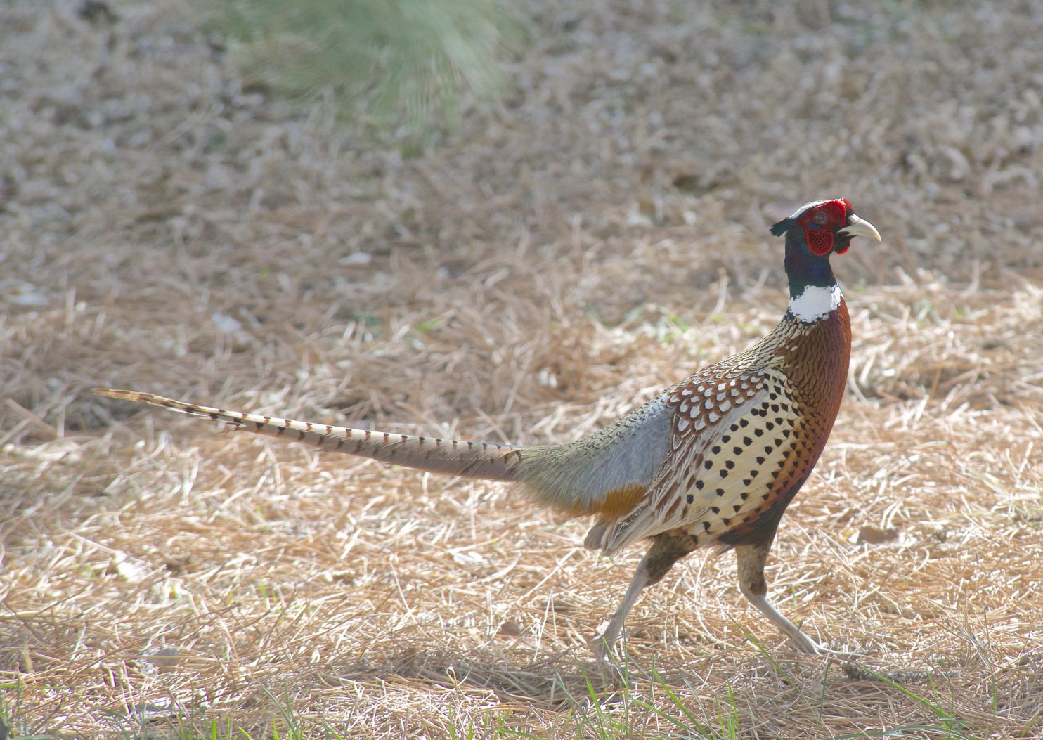 Ring-Necked Pheasant - Plants and Animals of Northeast Colorado