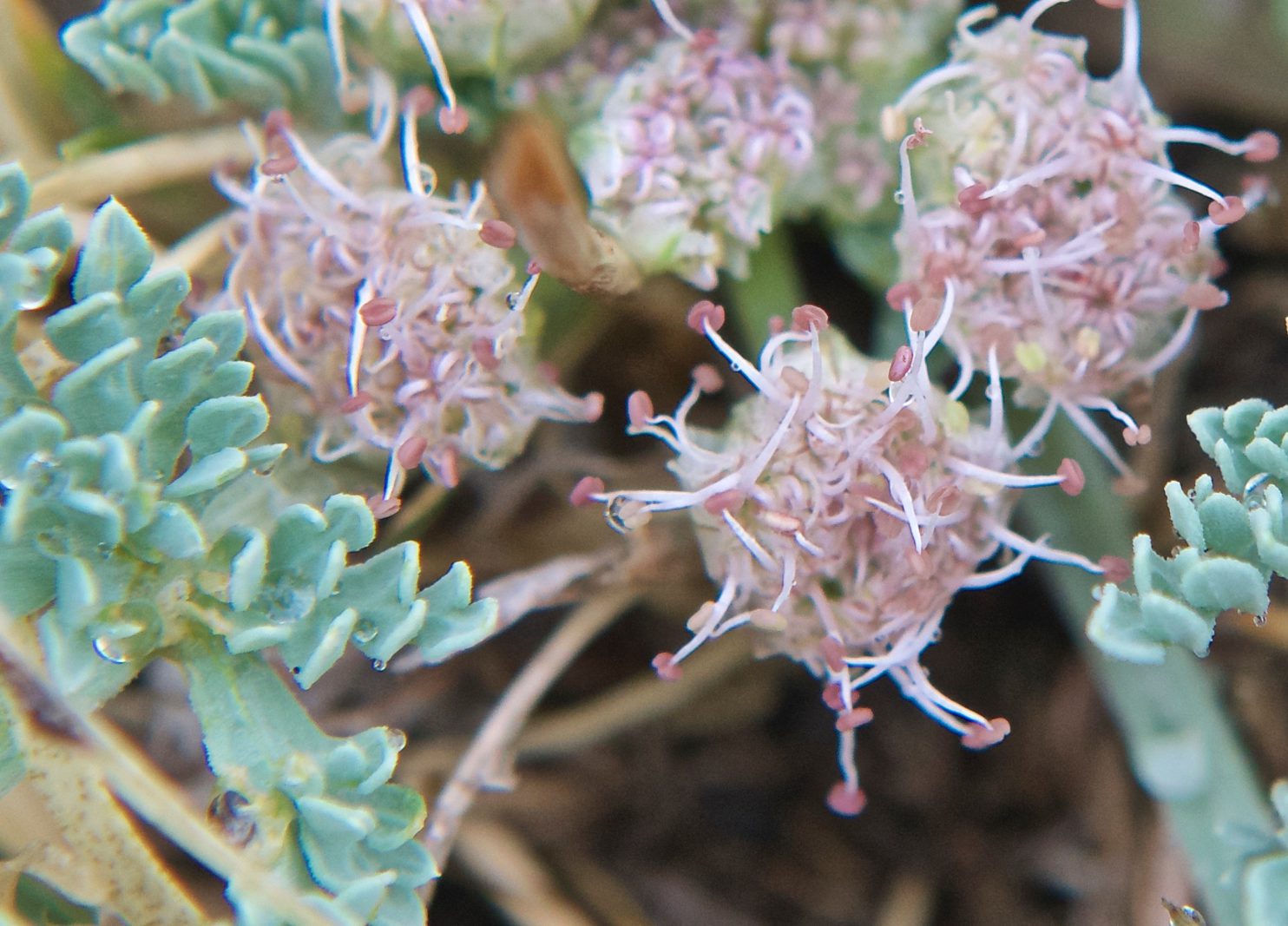 Mountain Springparsley (Cymopterus montanus) - Plants and Animals of ...