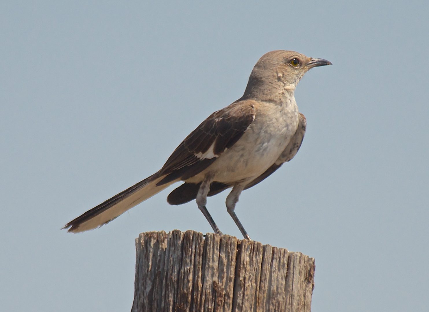 Northern Mockingbird - Plants and Animals of Northeast Colorado